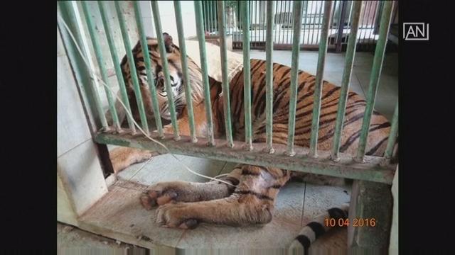 Indonesian 'zoo of death' loses another animal | TheStarTV.com