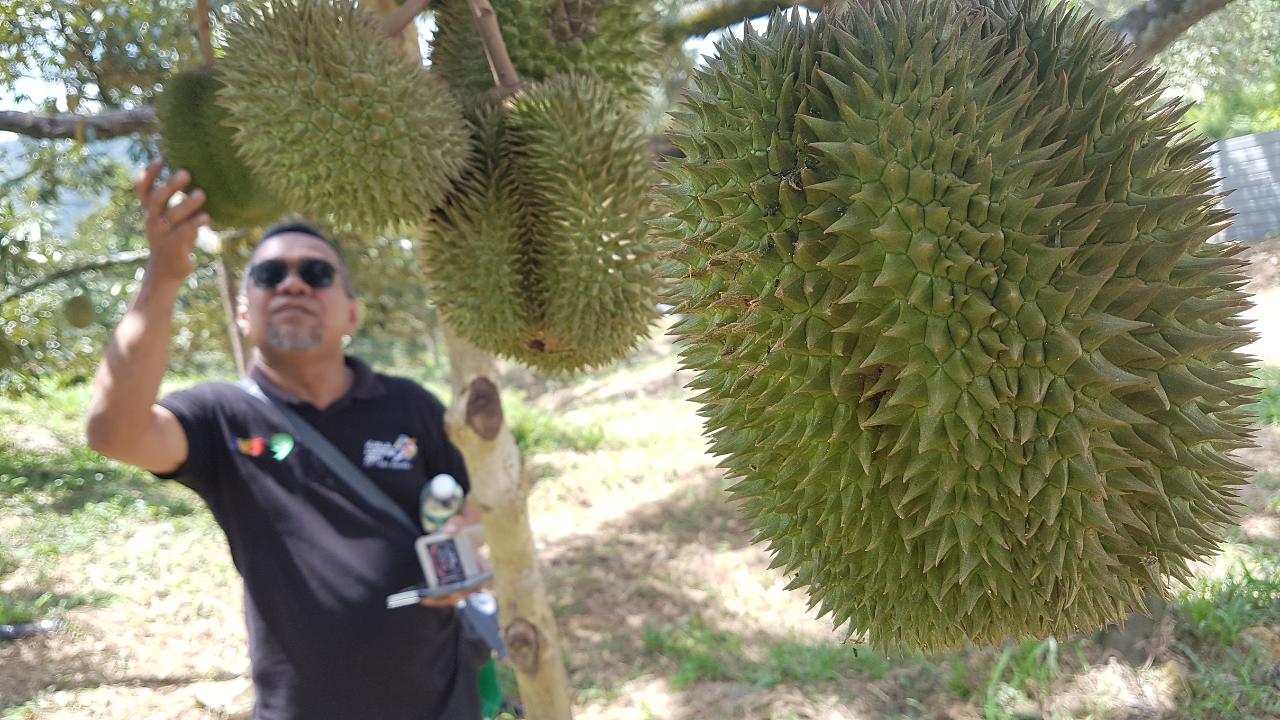 Bumper harvest, so Karak orchard throws a durian party | TheStarTV.com