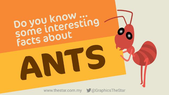 Do you know...some interesting facts about ants | TheStarTV.com