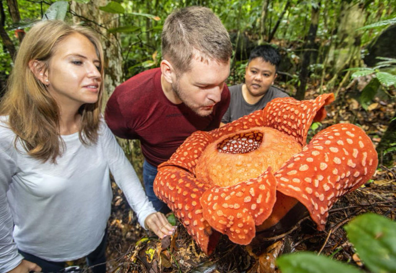 Best time to view Rafflesia in full bloom | TheStarTV.com
