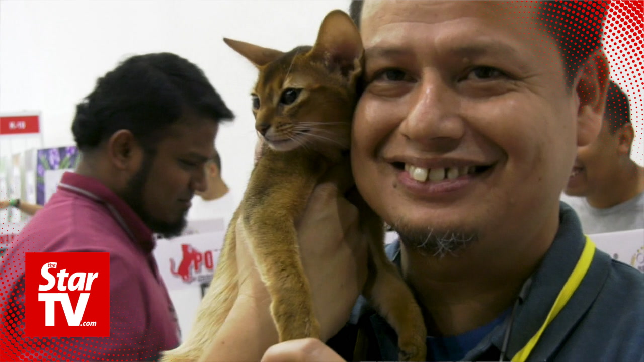Purr-fection! Cats take centre stage in competition | TheStarTV.com