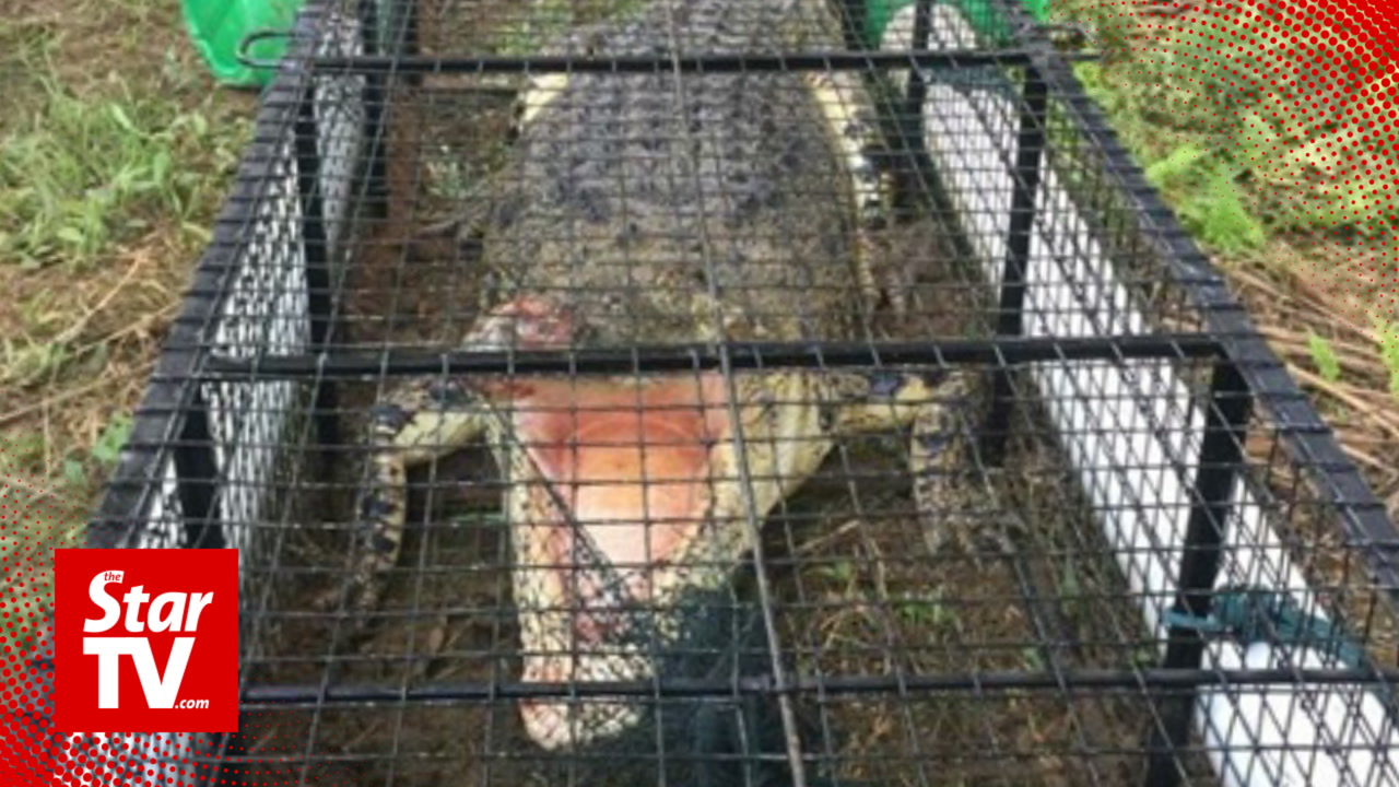 Killer croc caught in trap set up by Tawau wildlife officers ...