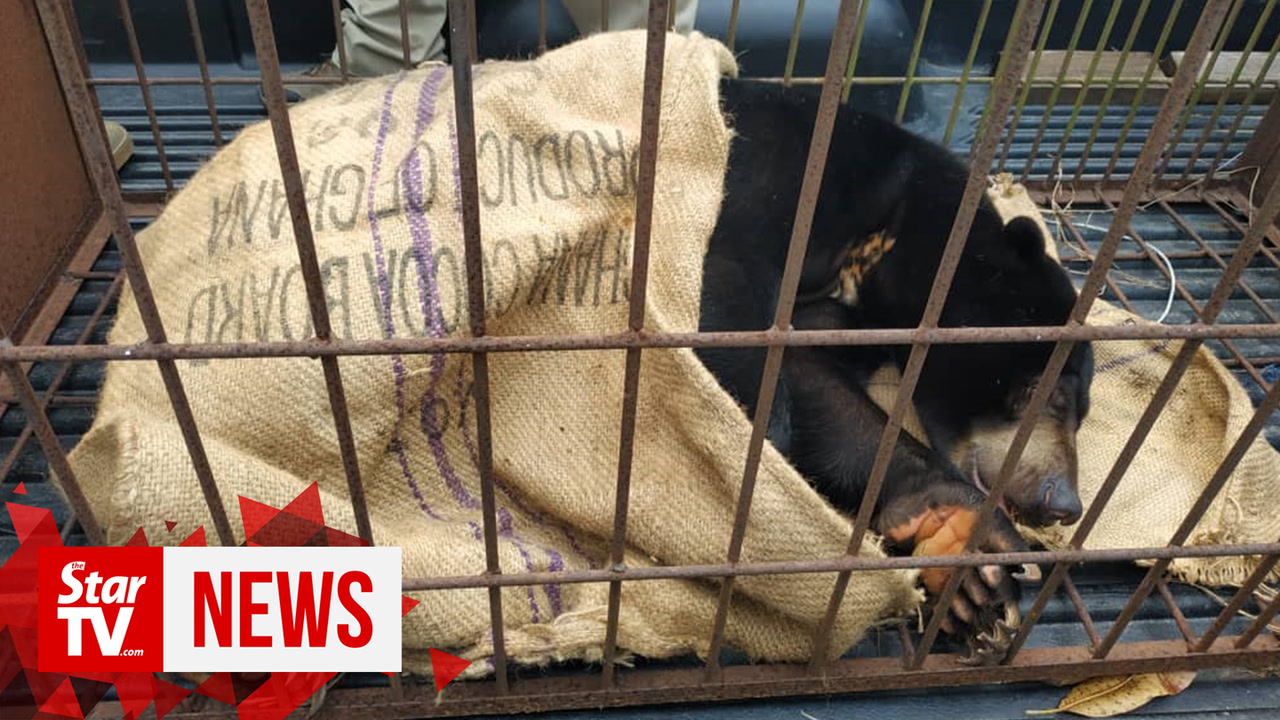 Sun shines again: Bear rescued after being locked up for seven years ...