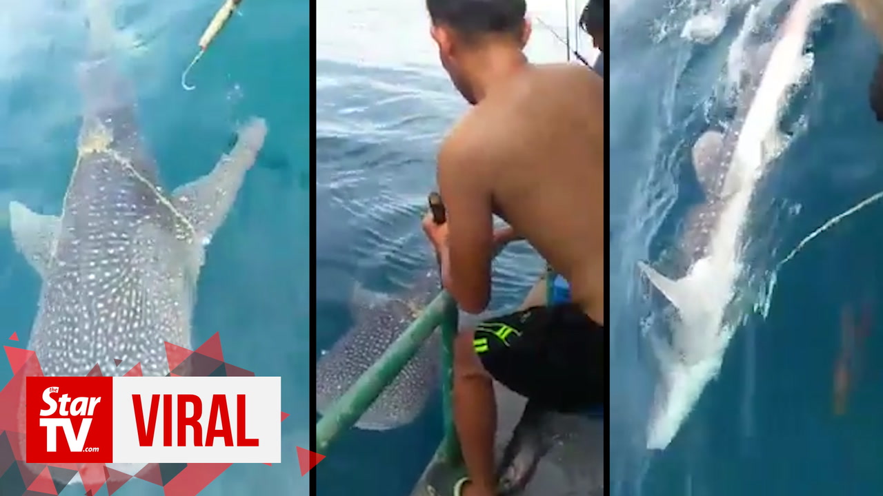 Anglers free whale shark using a cleaver | TheStarTV.com