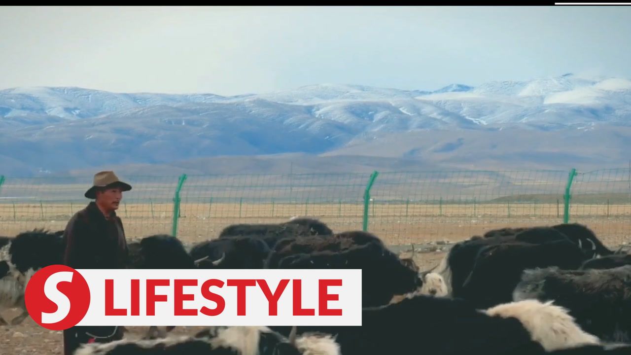 Beating poverty in Tibet: Pu Tsering's New Ranch | TheStarTV.com