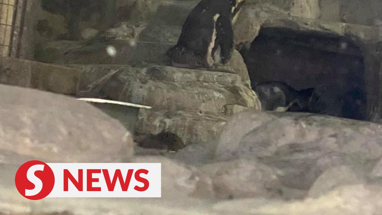 Rats in penguin enclosure? Zoo Negara says problem has been taken care ...