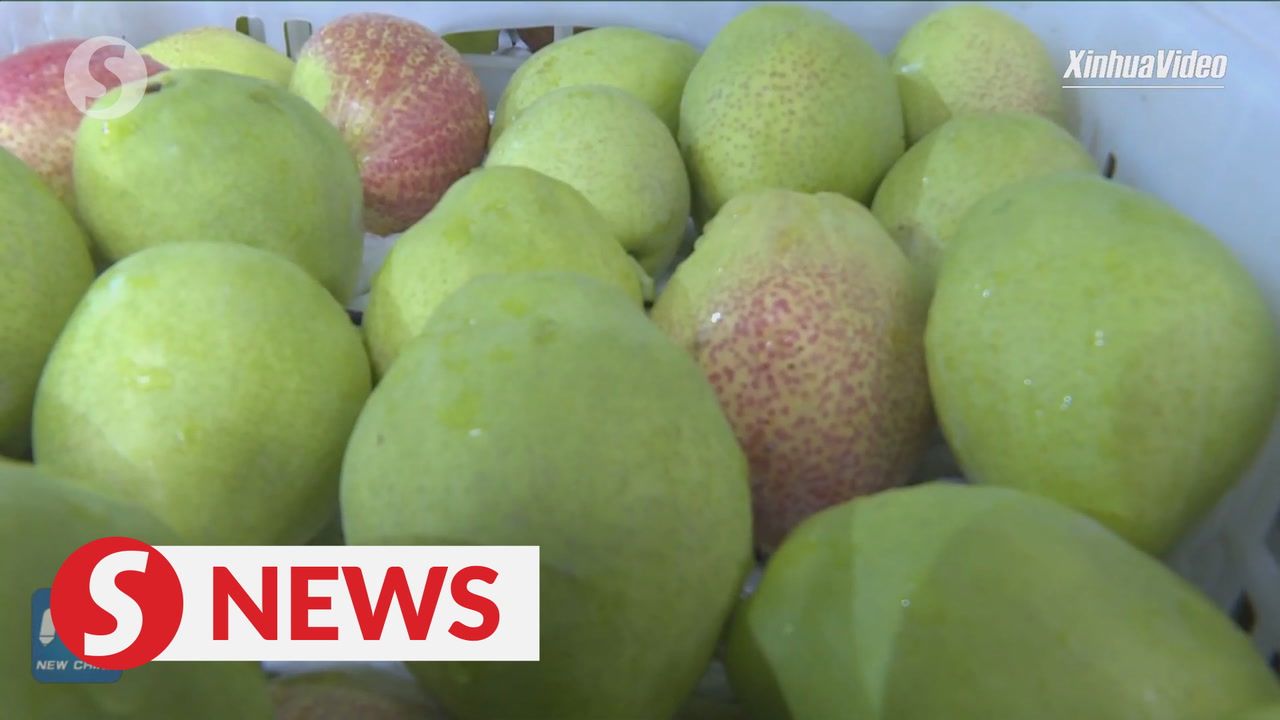 Export of Xinjiang fragrant pears resumes during Covid-19 pandemic ...