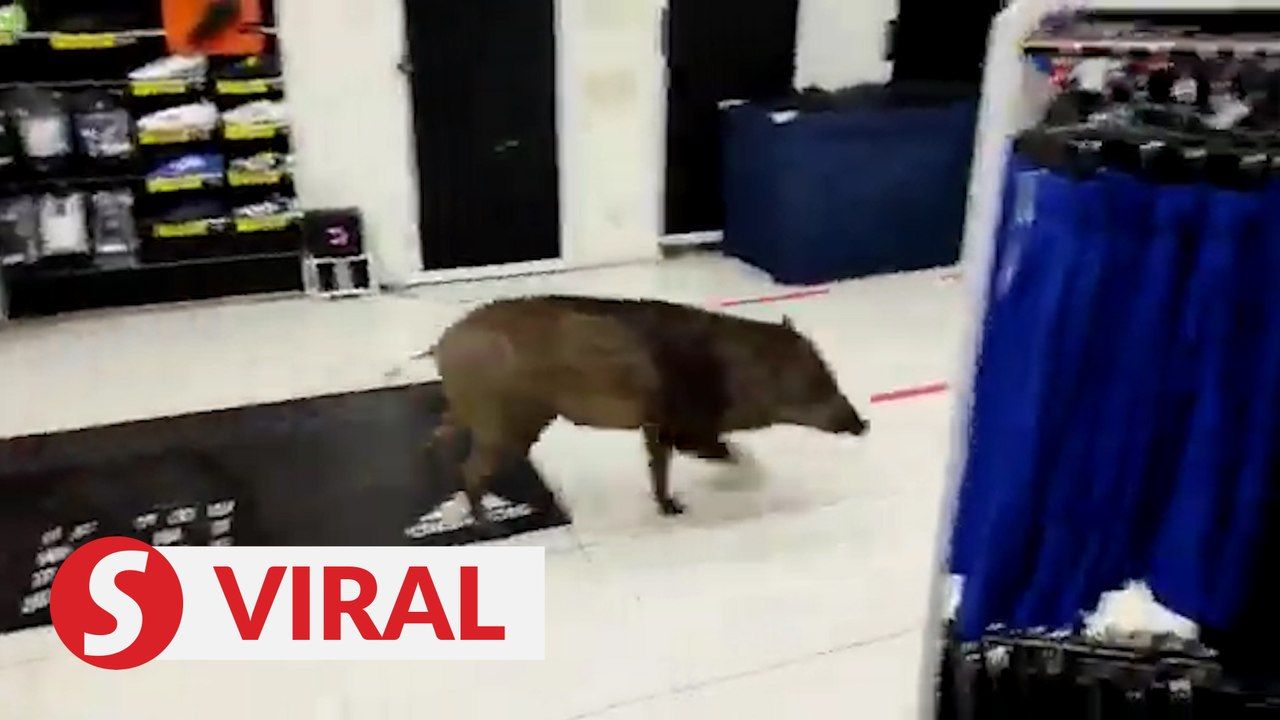 Piggy in the mall: Wild boar visits Putrajaya shopping complex ...