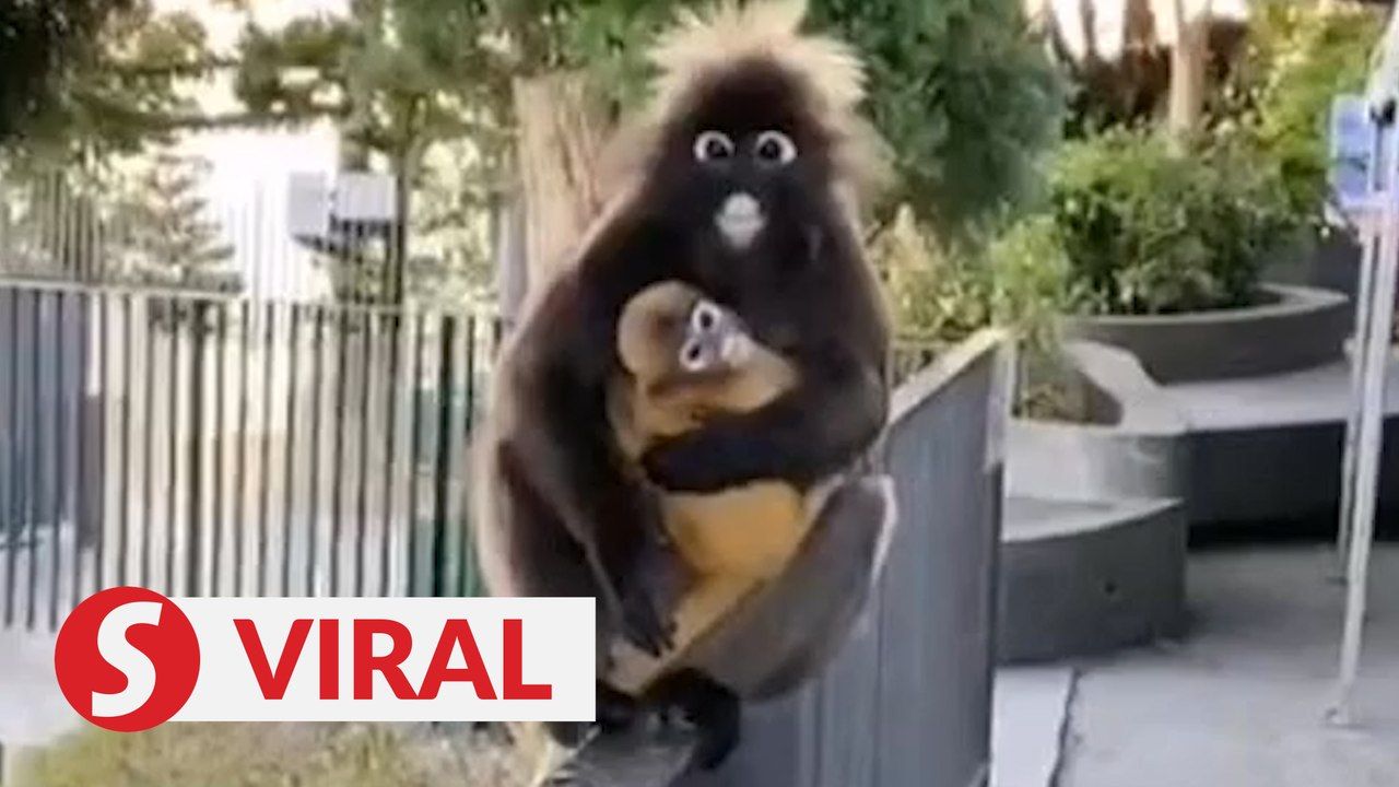 As humans hunker down, animals come out to play | TheStarTV.com