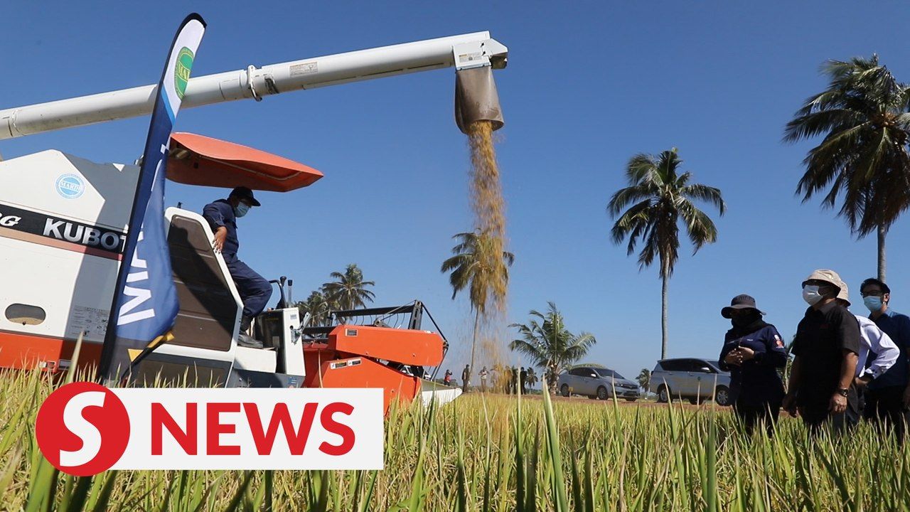 New padi varieties to boost rice yield in Malaysia | TheStarTV.com