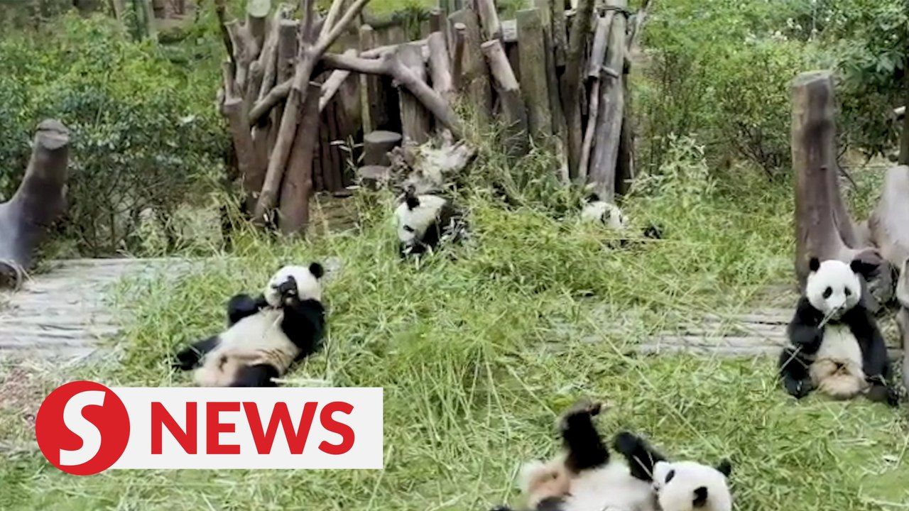 Macau "happy" pandas' fun anecdotes | TheStarTV.com