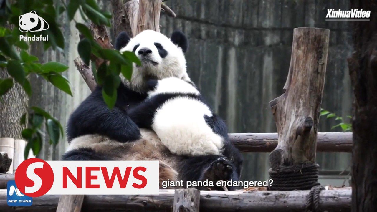 Why has giant panda been downgraded from "endangered" to "vulnerable ...