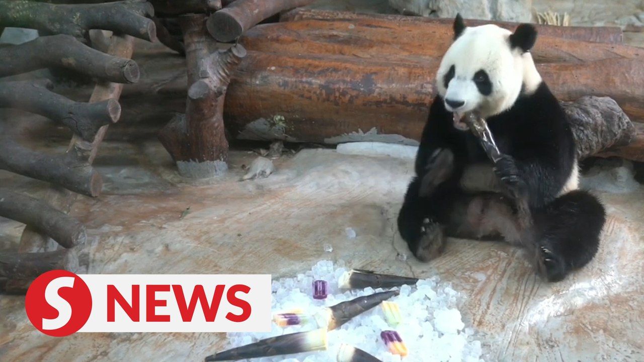 How do giant pandas keep cool in the tropical summer heat? | TheStarTV.com