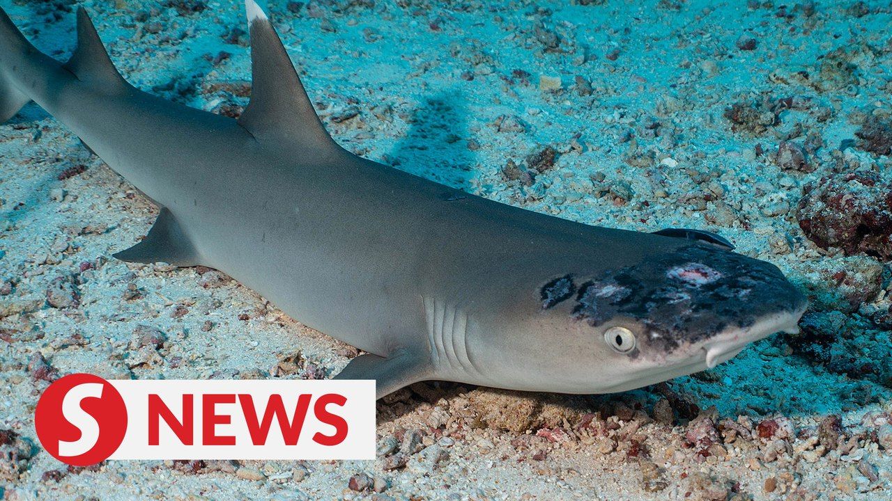 Malaysia's reef sharks stricken with mystery skin disease | TheStarTV.com
