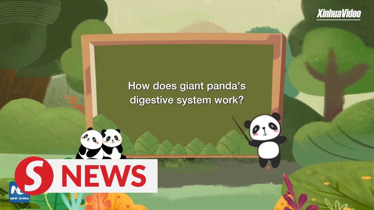 How does giant panda's digestive system work? | Pandaful Q&A ...