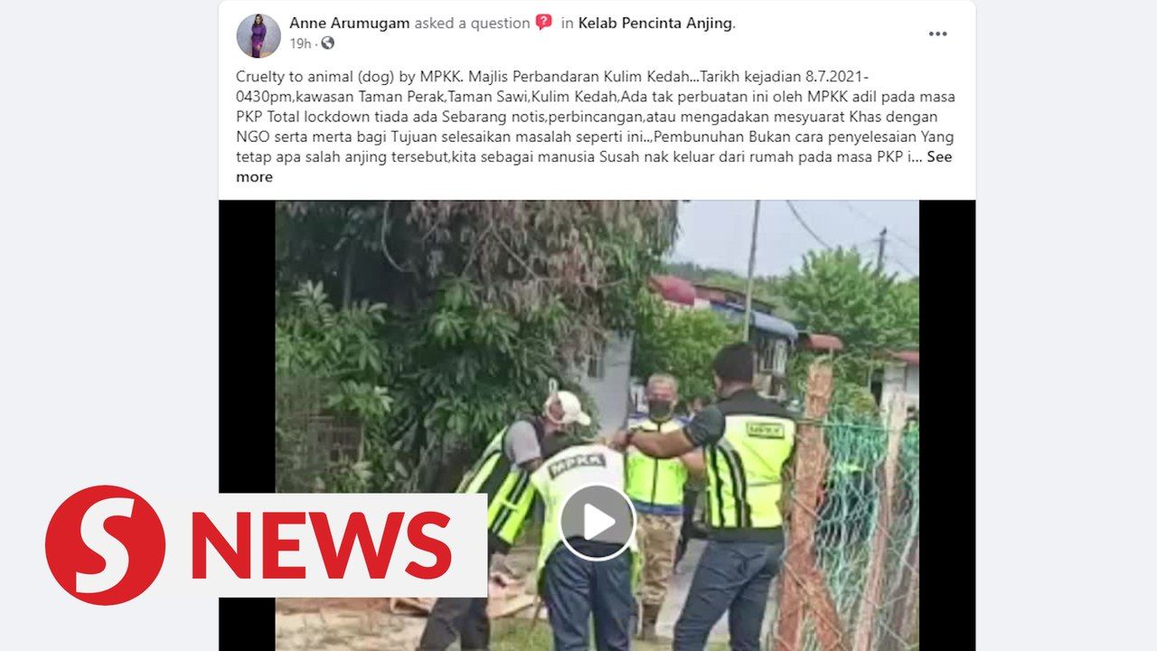 Police report lodged over dog killing in Kedah, allegedly by local ...