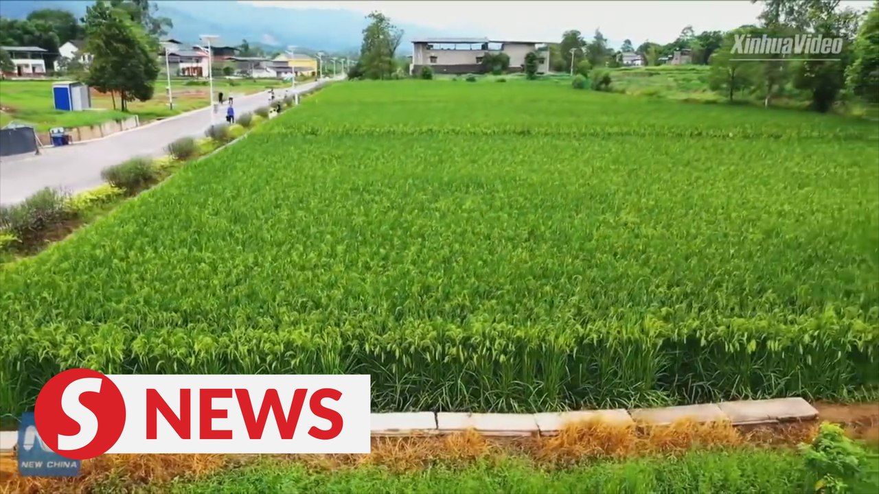 Giant hybrid rice grows well in China's Chongqing | TheStarTV.com