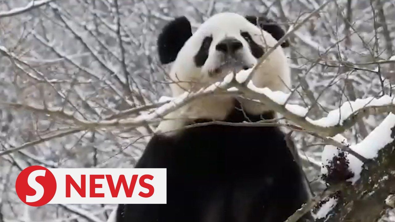 History of giant panda protection in China | TheStarTV.com