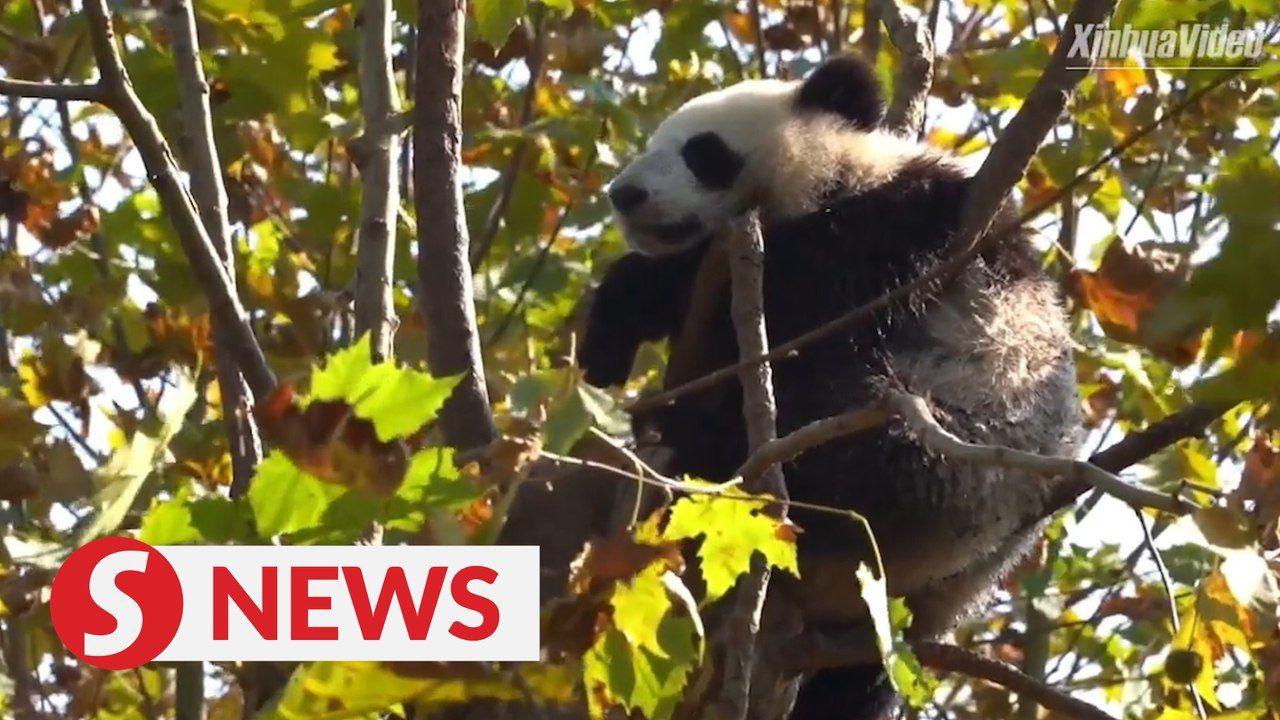 Where do pandas like to sleep? | TheStarTV.com