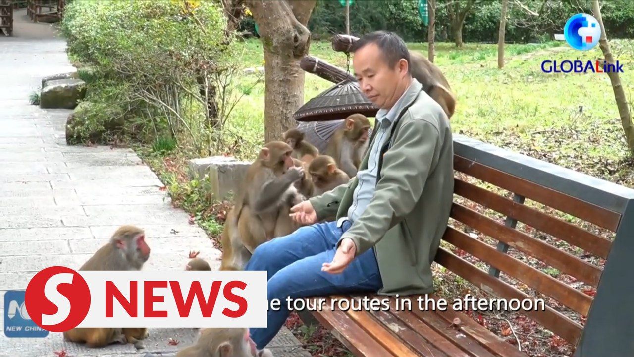 "Monkey King" sings to wild macaques | TheStarTV.com