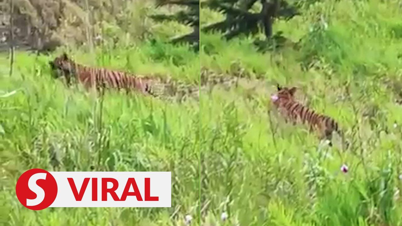 Perhilitan investigating alleged tiger sighting near Simpang Pulai road ...