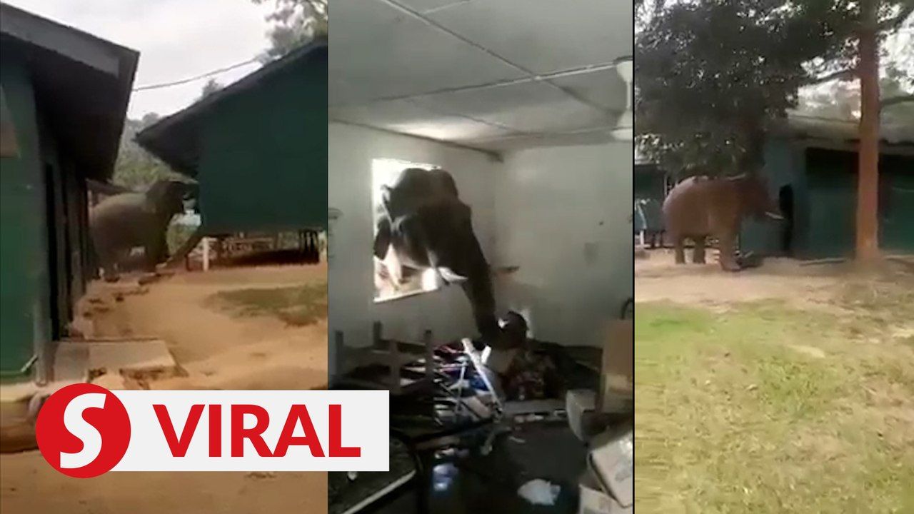 Elephant scavenges for food at army base in Perak | TheStarTV.com