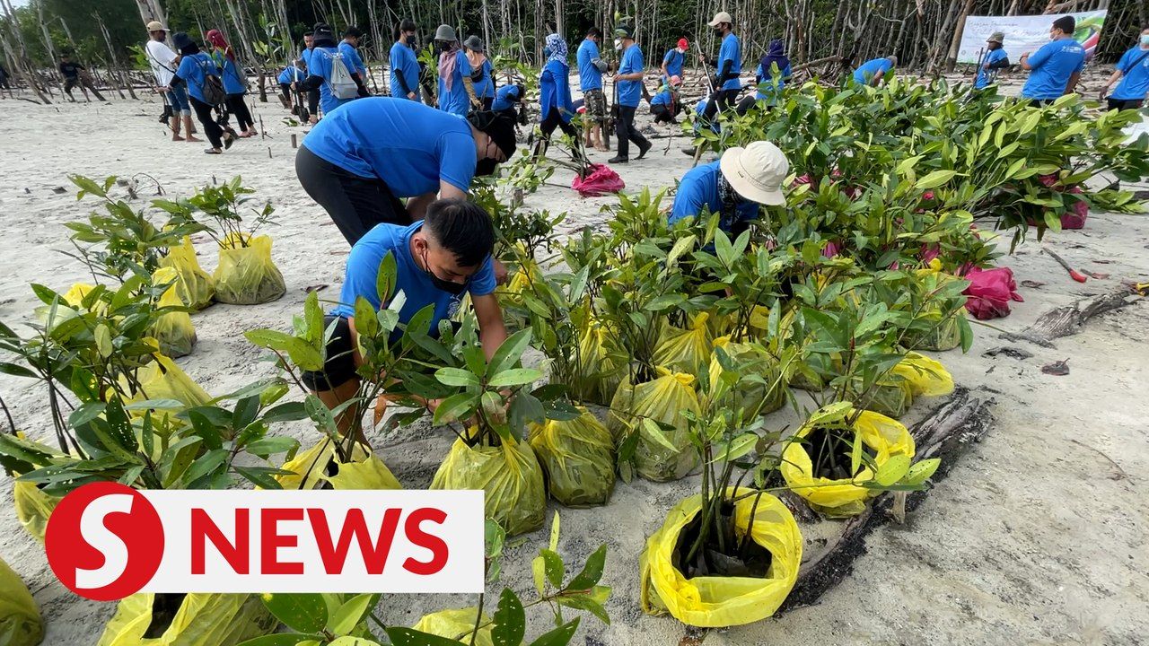 Tree planting programme in full swing | TheStarTV.com