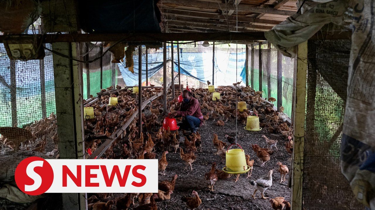 Size matters to poultry farm in bid not to sell underweight chicken ...