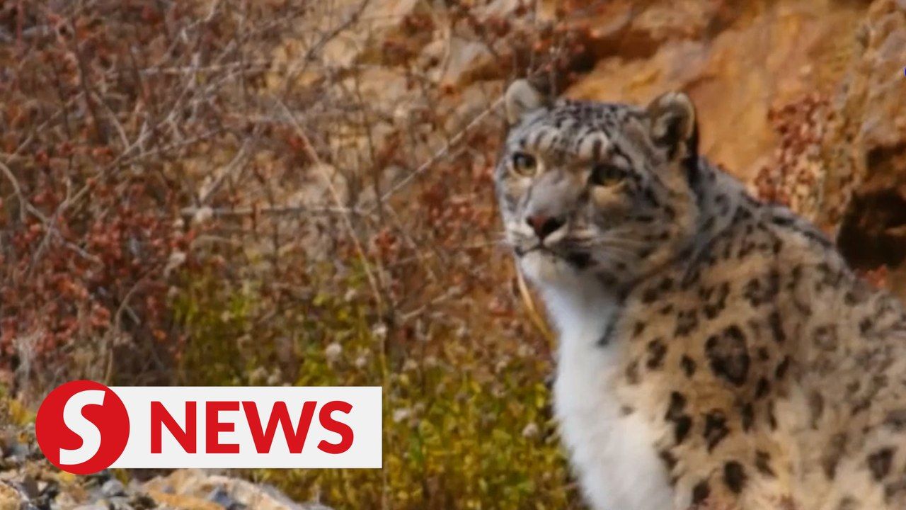 Snow leopard protection bears fruit in world's highest nature reserve ...