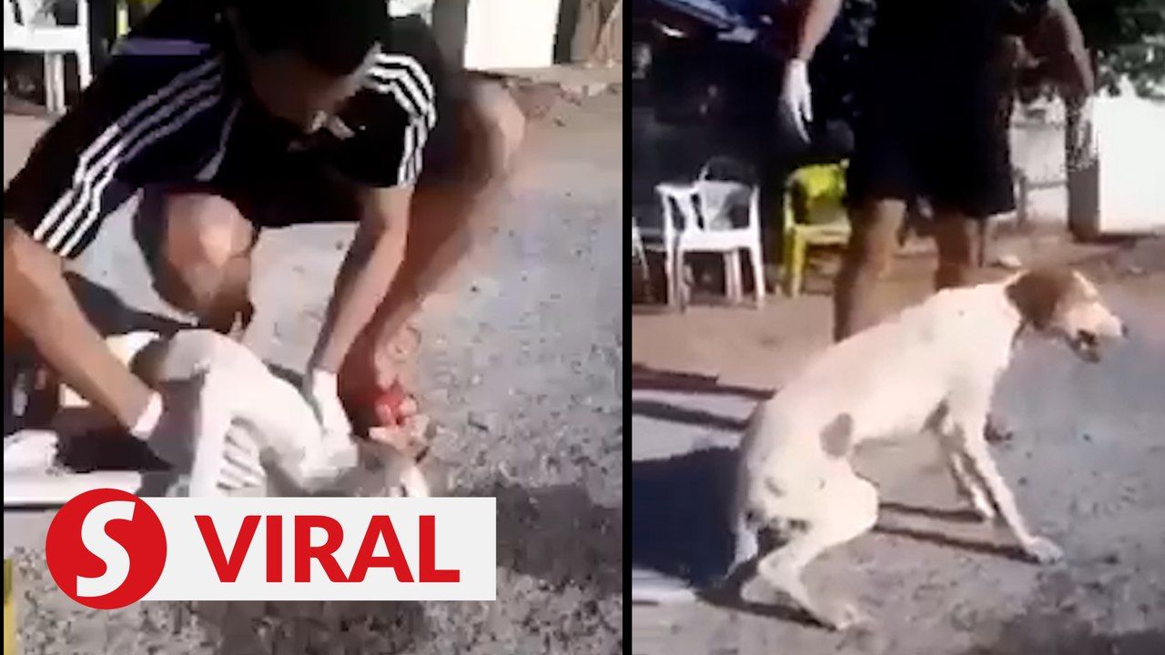 Video of man saving dog with CPR goes viral, draws praise from internet ...