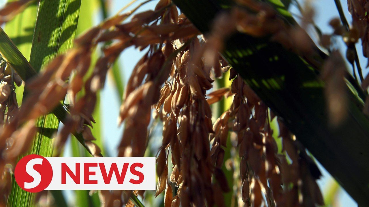 Malaysia rice stockpile higher than neighbouring countries, says ...