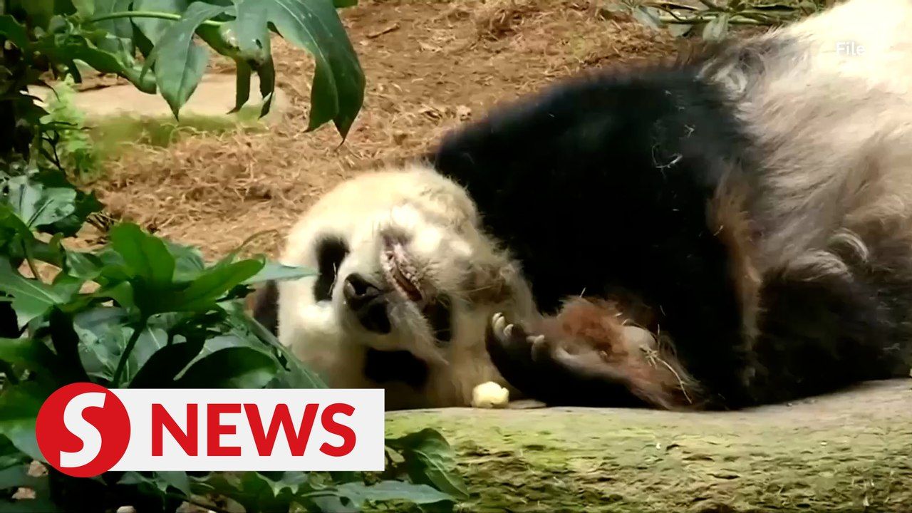 'Longest-living' male giant panda dies at 35 | TheStarTV.com
