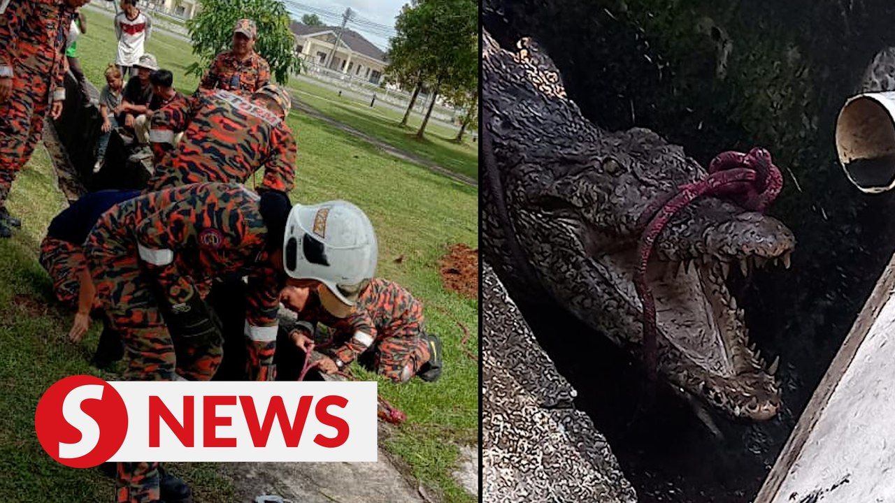 Three metre long croc caught outside Kuching playground | TheStarTV.com