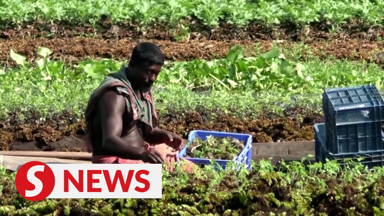 Bangladesh farmers revive 'floating farms' | TheStarTV.com Bangladesh farmers revive 'floating farms' | TheStarTV.com