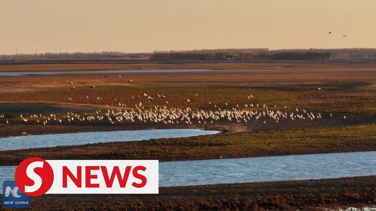 Rare migratory birds make stopover at NE China nature reserve ...