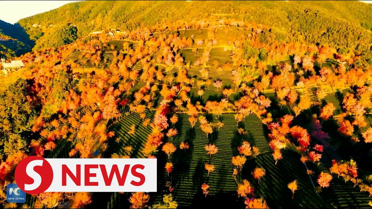 Cherry blossoms color Wuliang Mountain as winter flourishes | TheStarTV.com