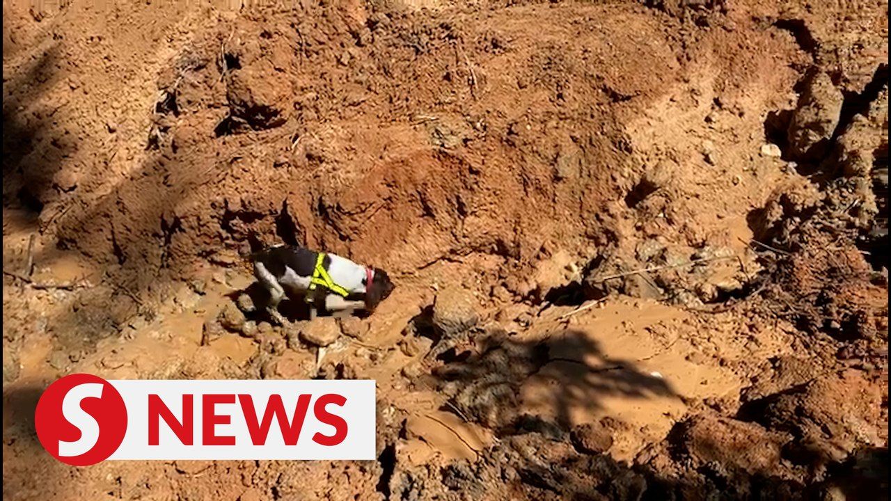 Batang Kali landslide: Sniffer dogs in SAR op to be rotated after K9 ...