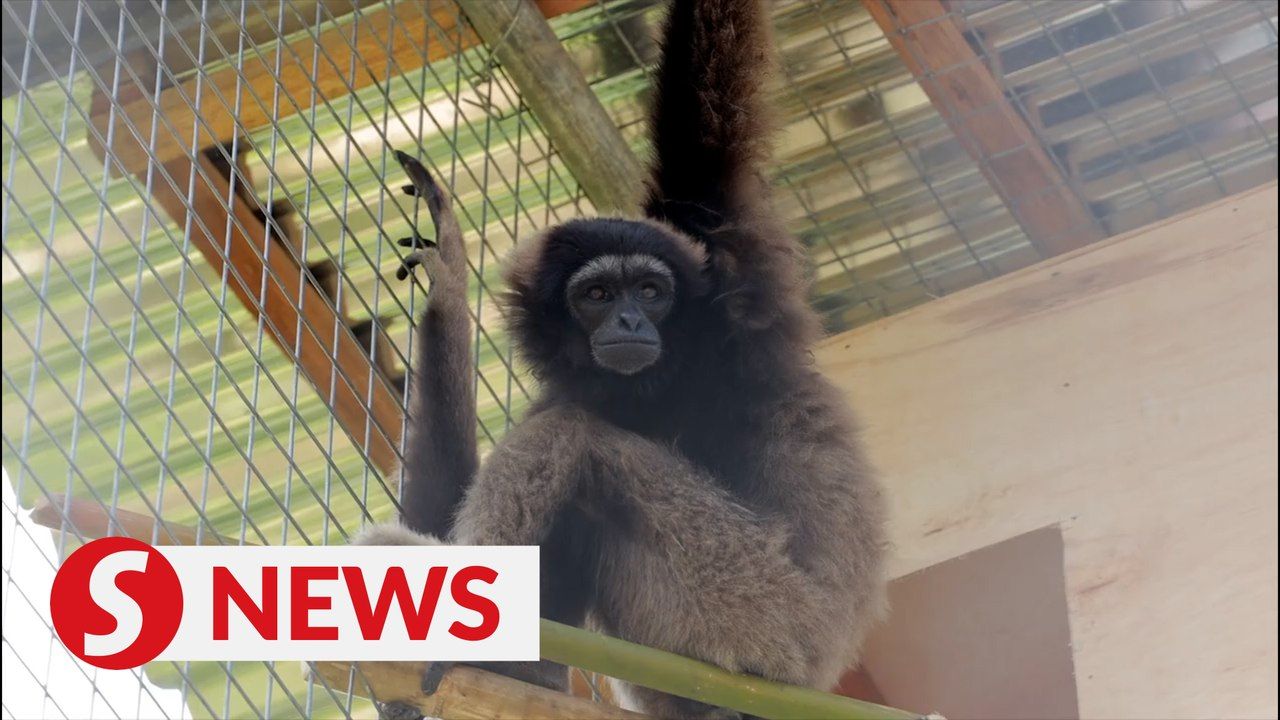 Music to our ears: Rescued 'singing apes' now in care of Sabah's new ...