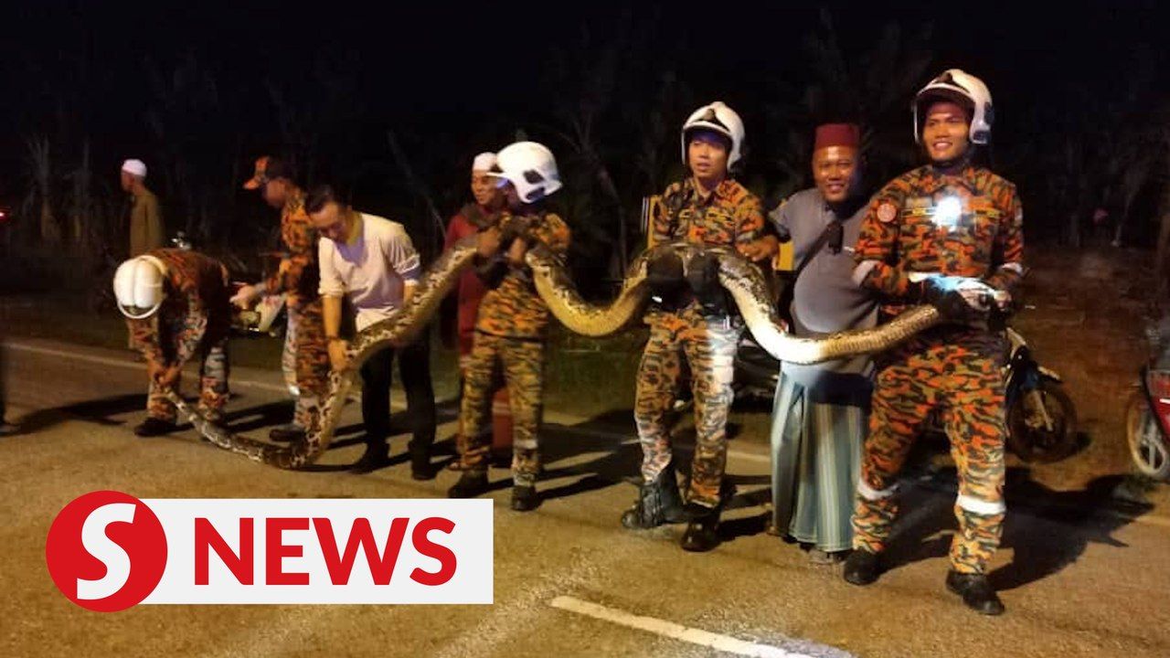 Bomba captures 7m-long python near Sekinchan mosque | TheStarTV.com
