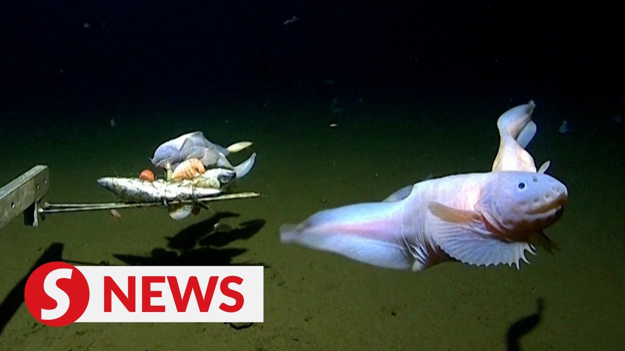 Scientists break record for deepest fish ever caught | TheStarTV.com