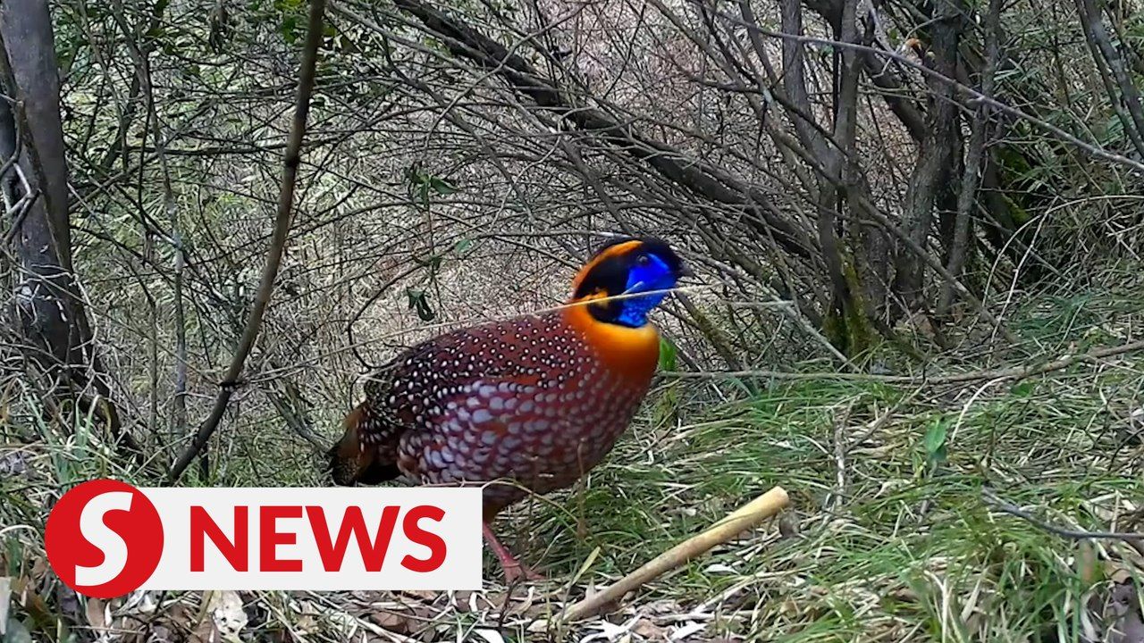 More rare species spotted in SW China's nature reserve | TheStarTV.com