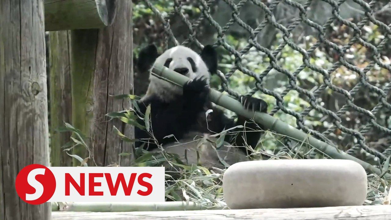Giant panda Ya Ya returning home | TheStarTV.com