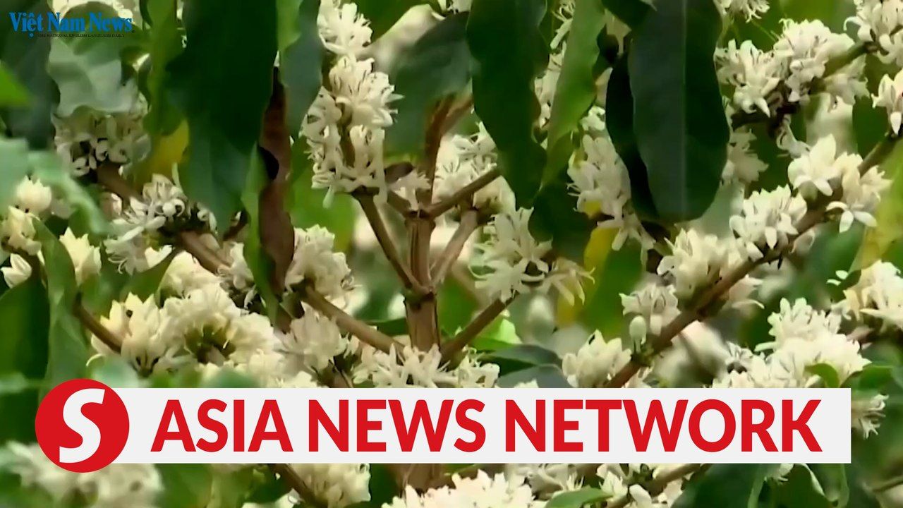 Vietnam News | Son La coffee flowers in full bloom | TheStarTV.com