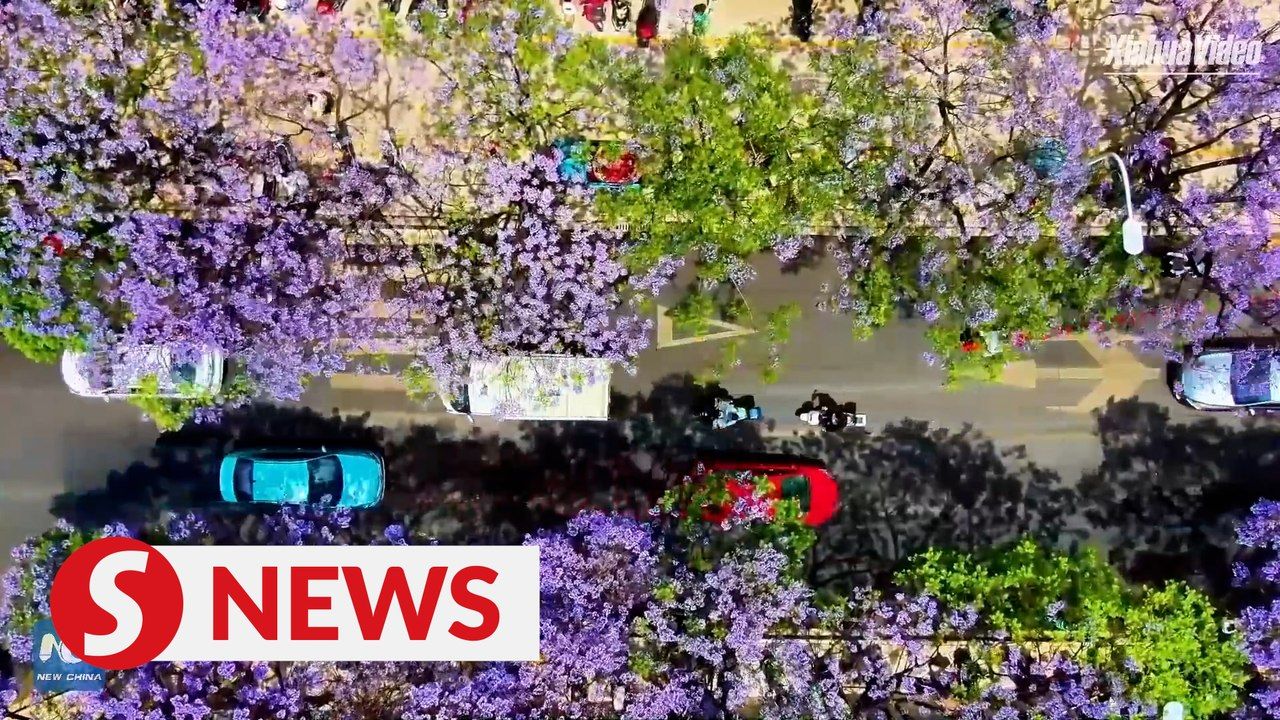 A sea of purple in China’s "Spring city" | TheStarTV.com