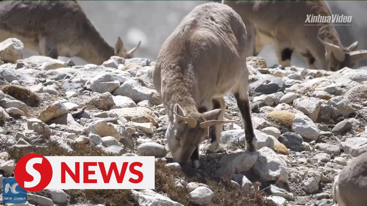 Blue sheep spotted at foot of Mt Qomolangma | TheStarTV.com