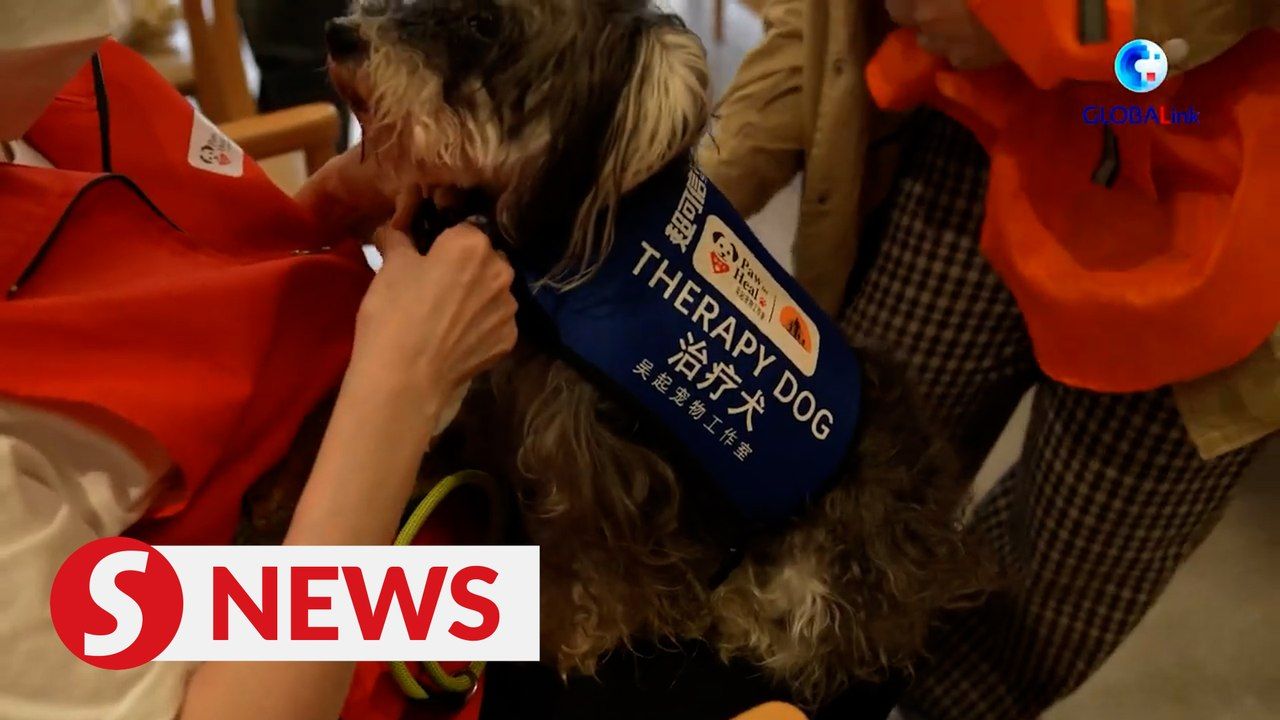 Furry companions spread love, healing in Shanghai | TheStarTV.com