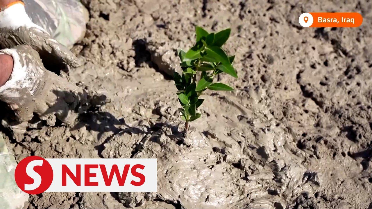 Iraq plants mangrove forest to fight climate disaster | TheStarTV.com