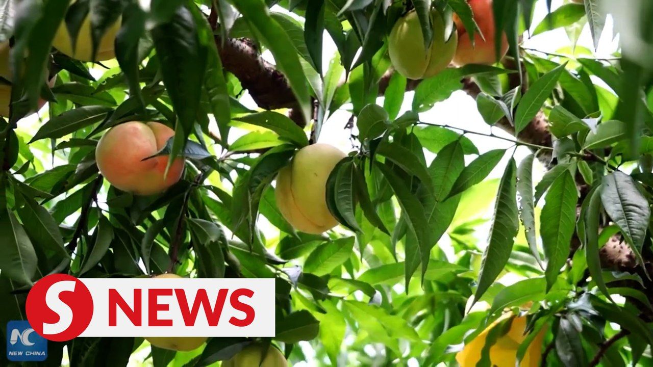 Yangshan Town: Offering countless ways to enjoy Chinese honey peaches ...