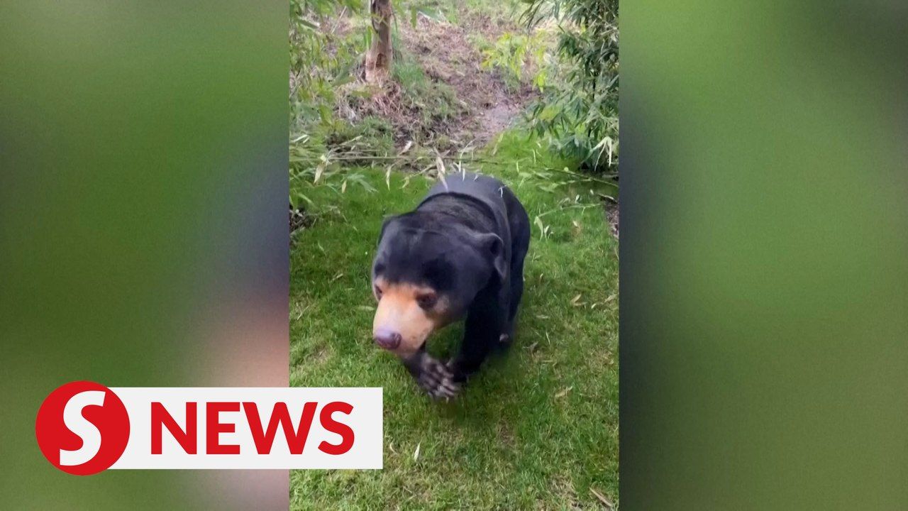 England zoo confirms sun bear on hind legs is real | TheStarTV.com