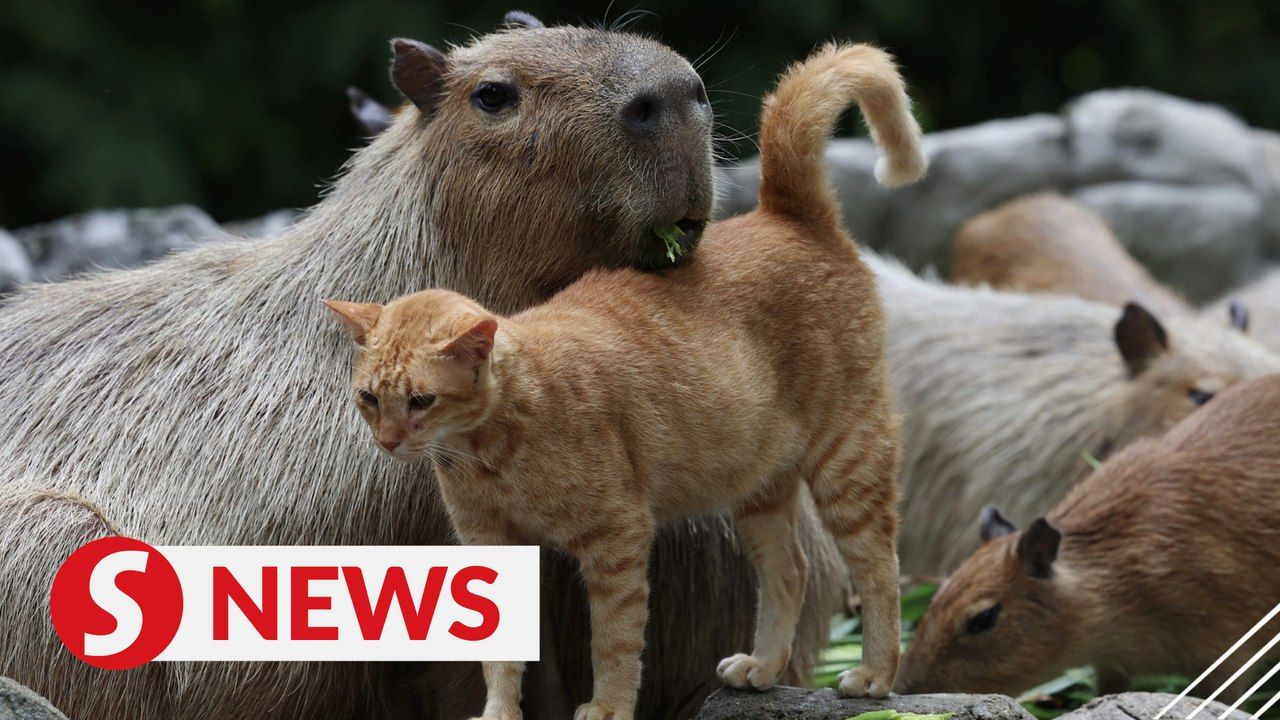 Unique cat-capybara friendship a big visitor draw at Zoo Negara ...